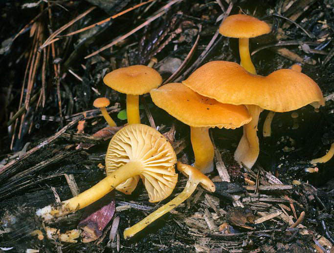 Waxy Caps - Hygrophoraceae