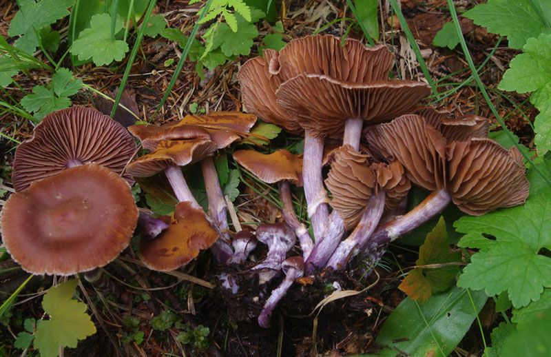 Cortinarius