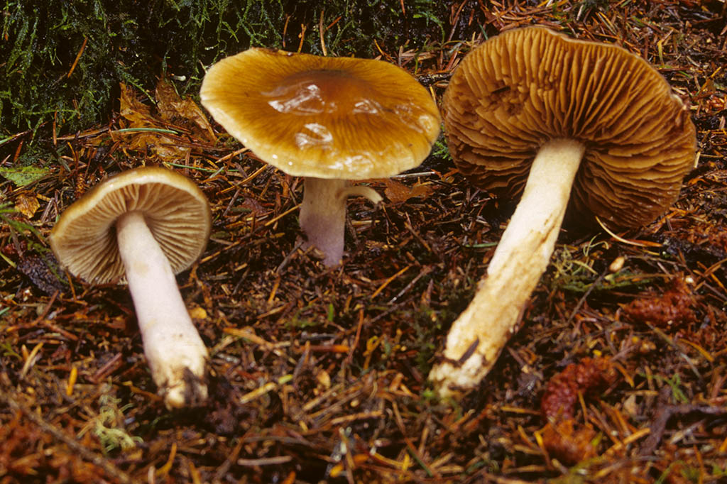 Cortinarius