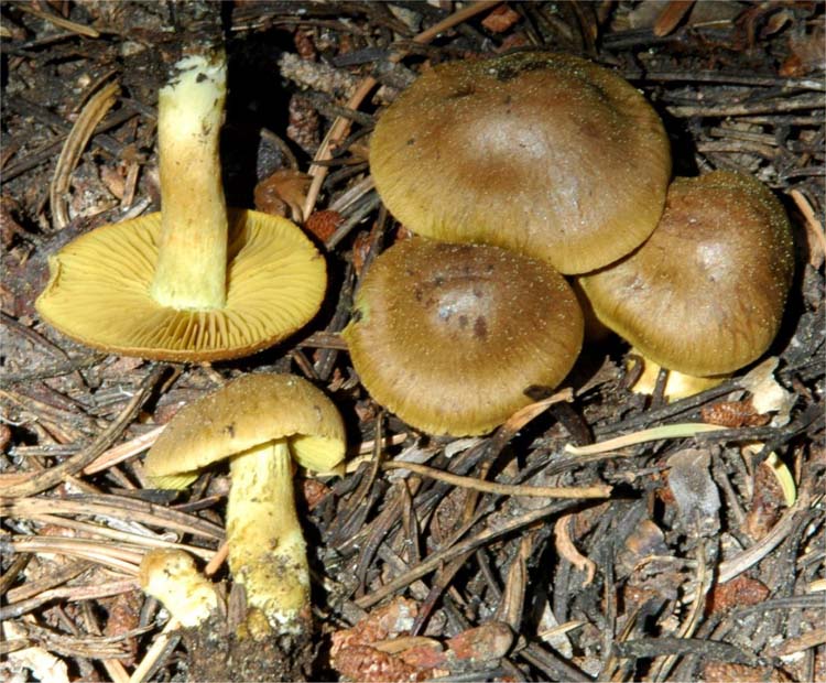 Cortinarius