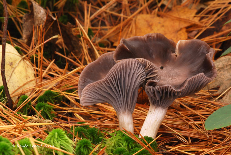 Waxy Caps - Hygrophoraceae