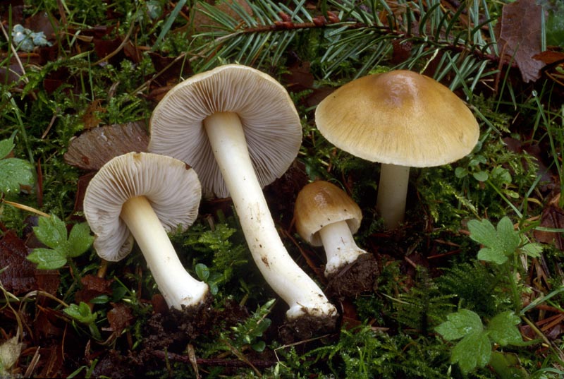Inocybe mixtilis group