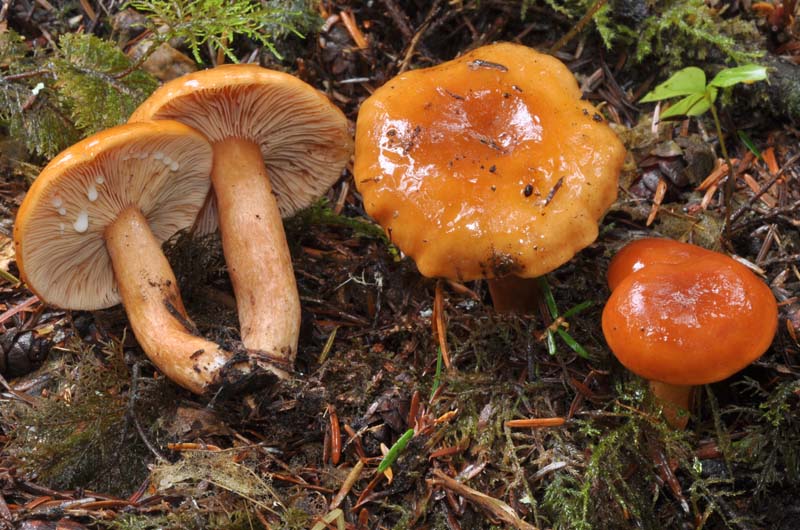 Lactarius
