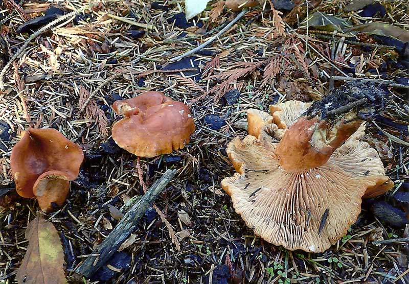 Lactarius