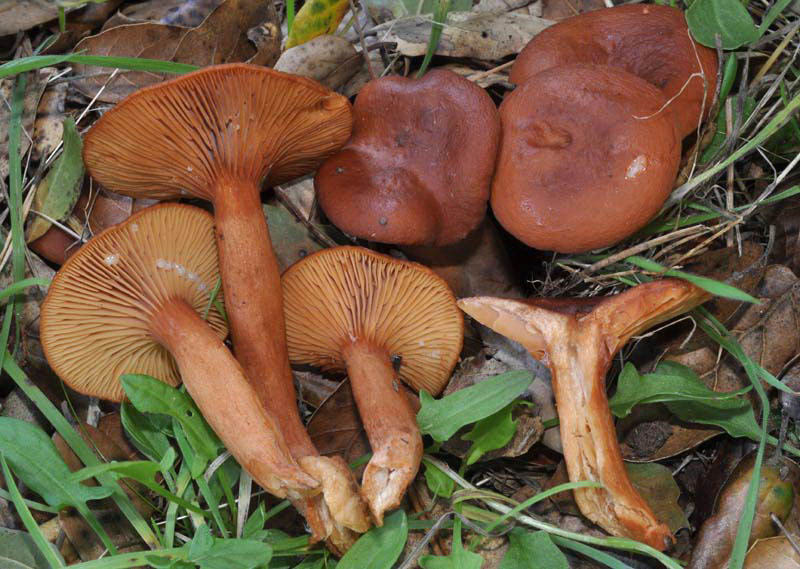 Lactarius