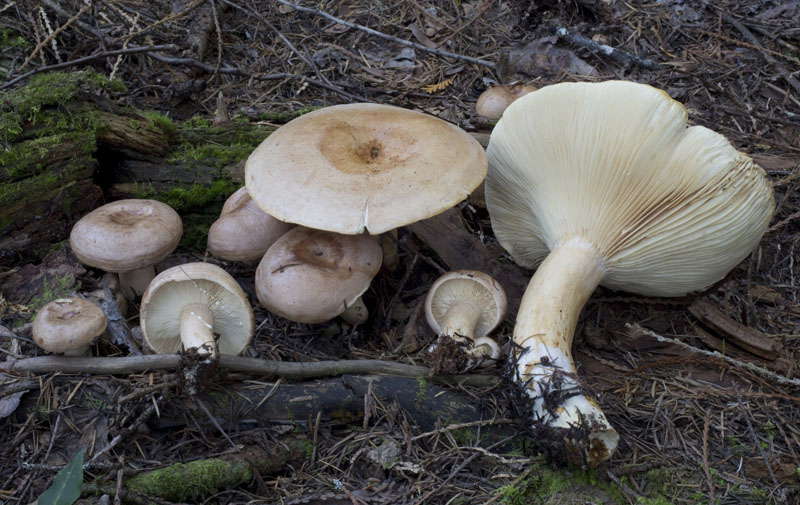 Lactarius