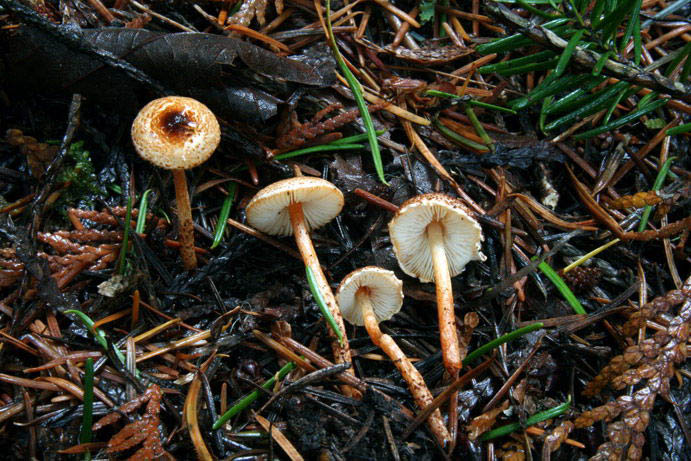 Lepiota