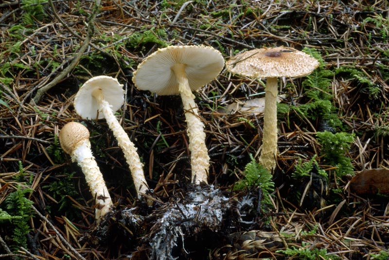 Lepiota