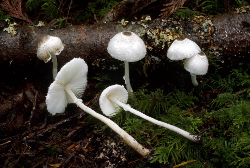 Lepiota
