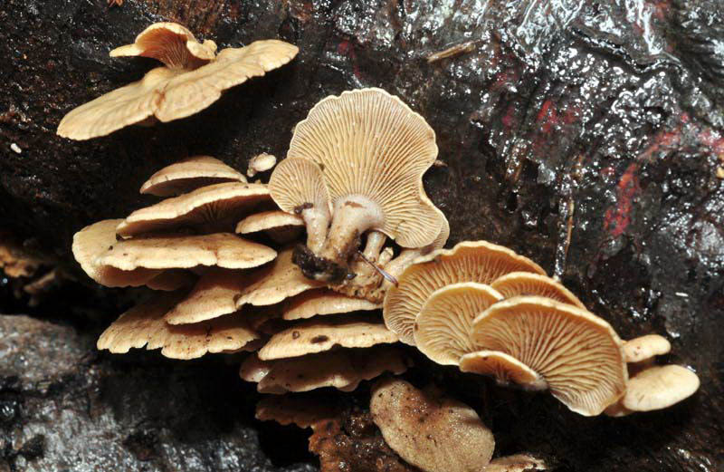 Oddball Mushrooms