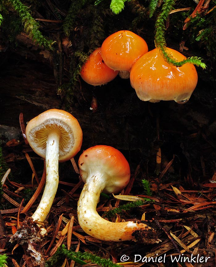 Pholiota
