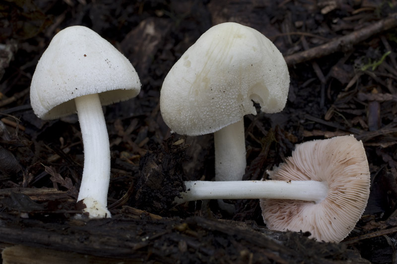 Pluteaceae