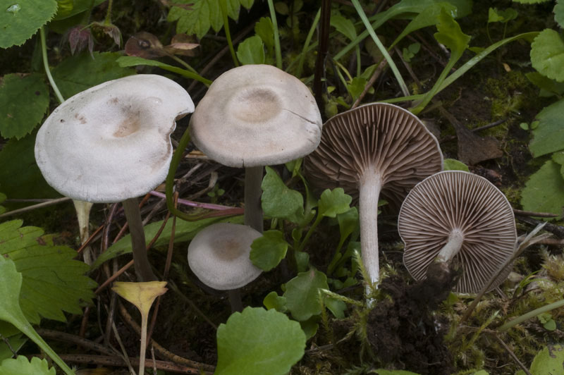 Entoloma