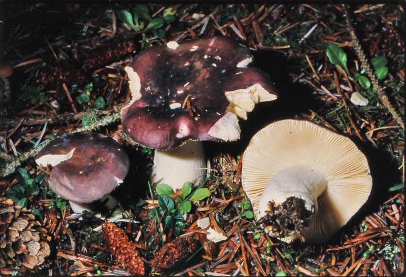 Russula
