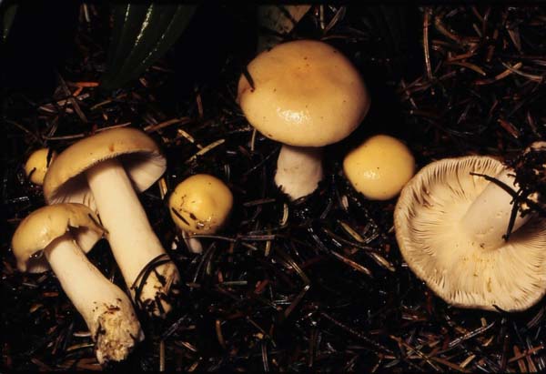 Russula