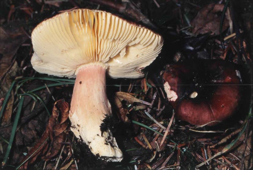 Russula