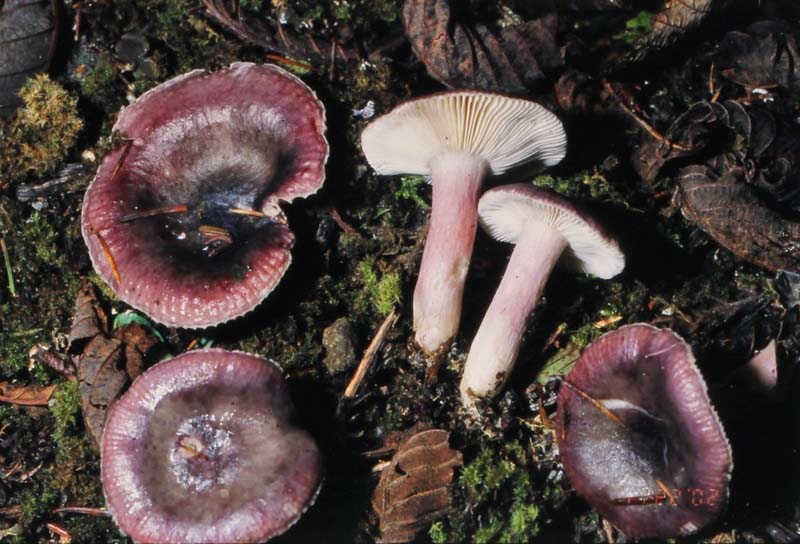 Russula
