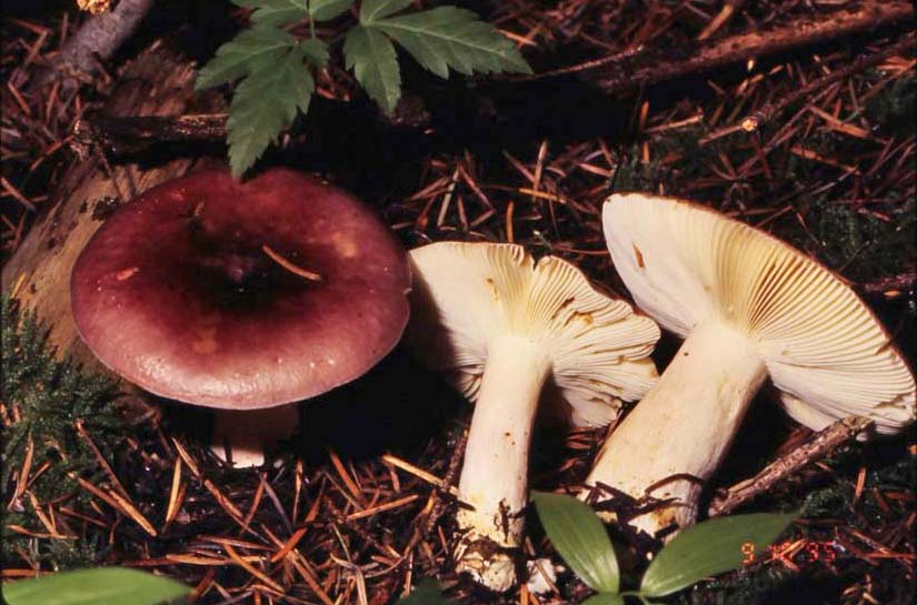 Russula