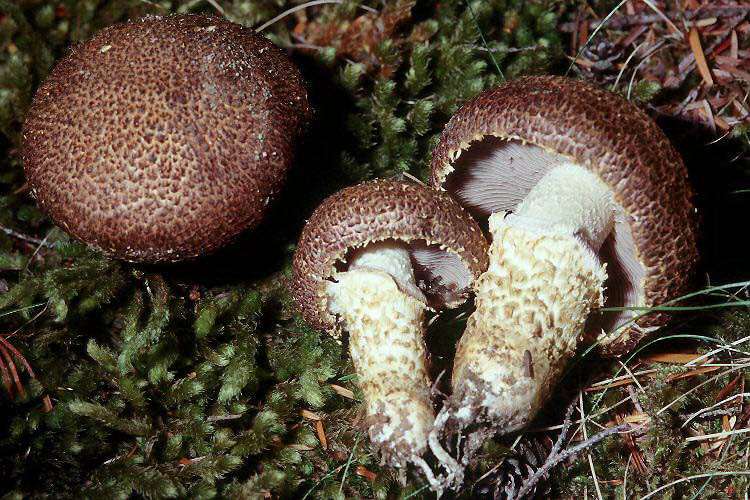 Strophariaceae