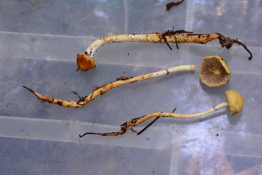 Strophariaceae