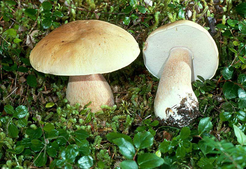 Boletes