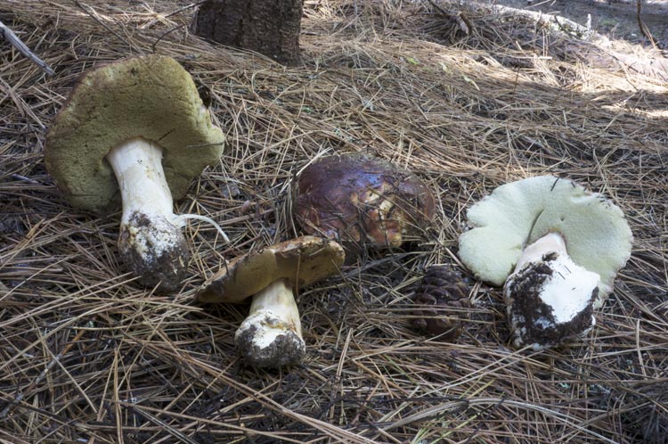 Boletes