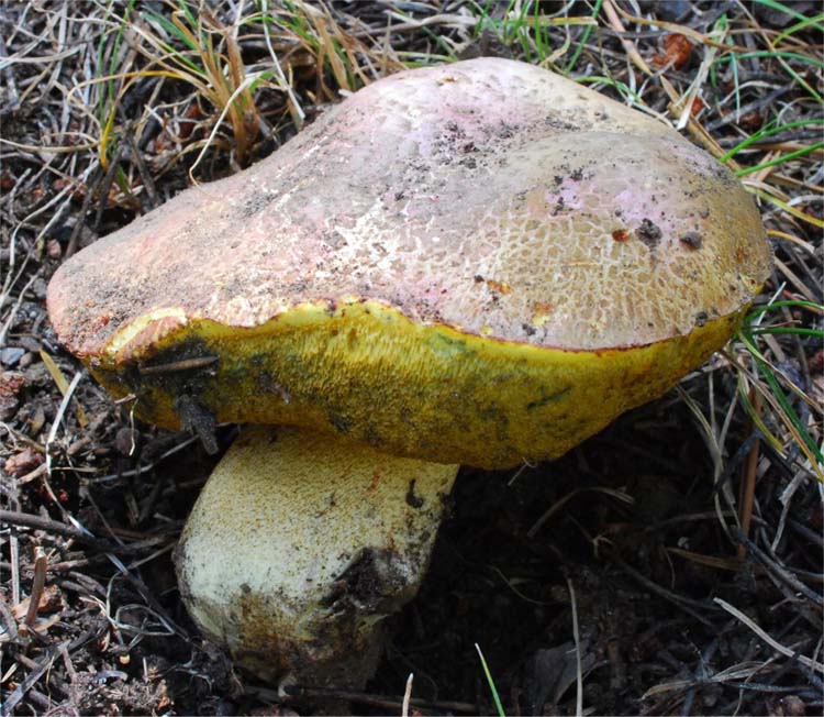 Boletes