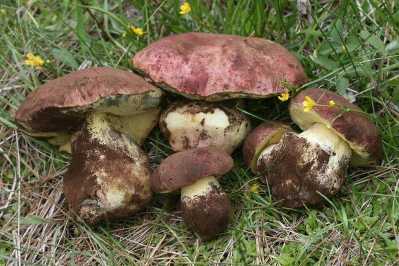 Boletes