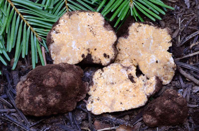 Gastroid and Truffle Fungi