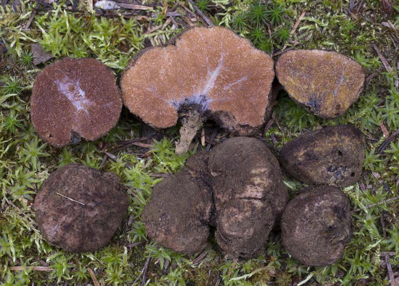 Gastroid and Truffle Fungi
