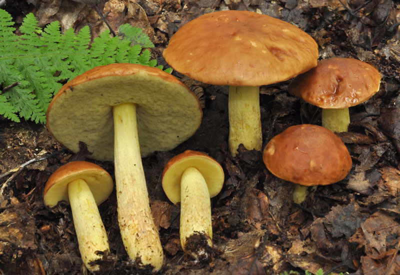 Boletes