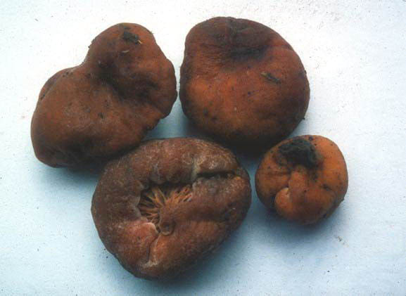 Gastroid and Truffle Fungi