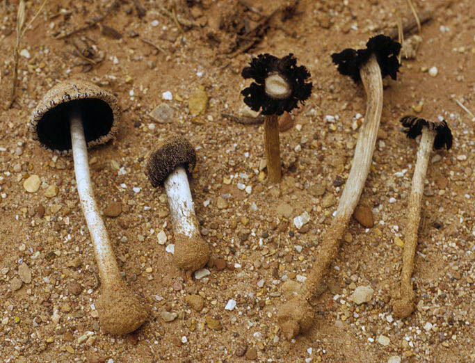 Gastroid and Truffle Fungi