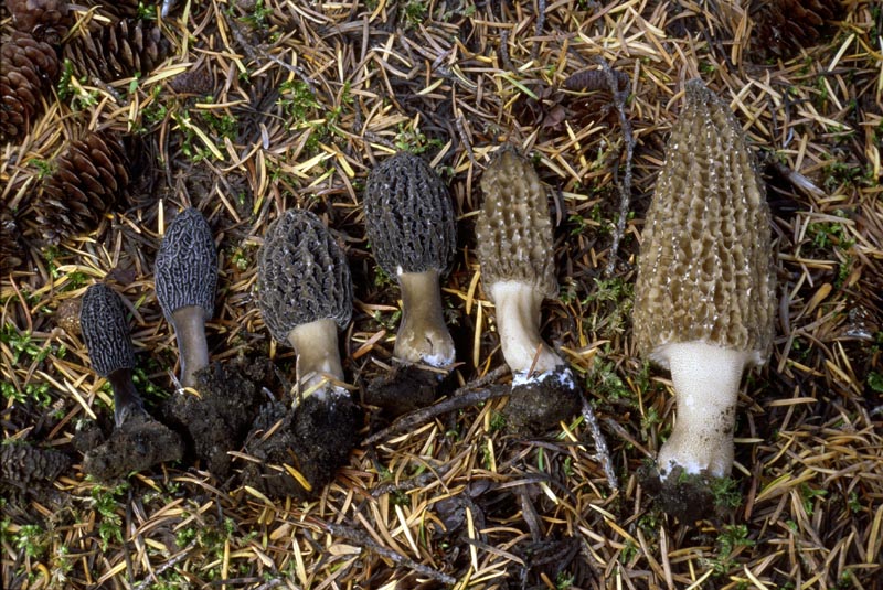 Morels