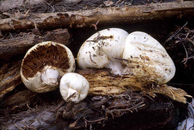 Gastroid and Truffle Fungi