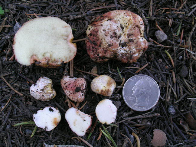 Gastroid and Truffle Fungi