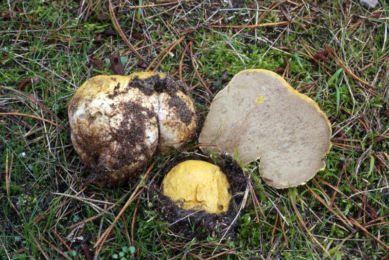Gastroid and Truffle Fungi
