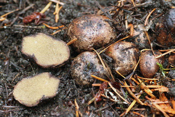 Gastroid and Truffle Fungi