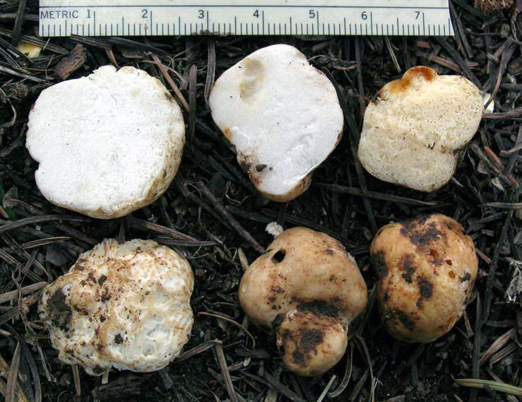 Gastroid and Truffle Fungi