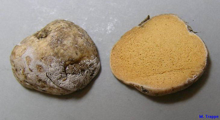 Gastroid and Truffle Fungi