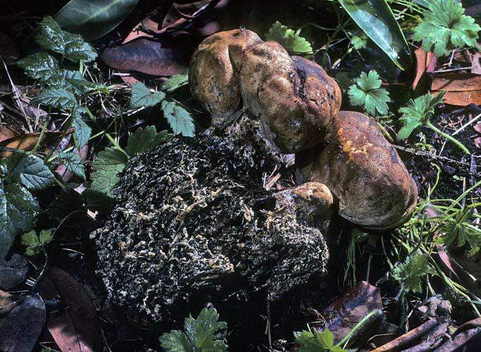 Gastroid and Truffle Fungi