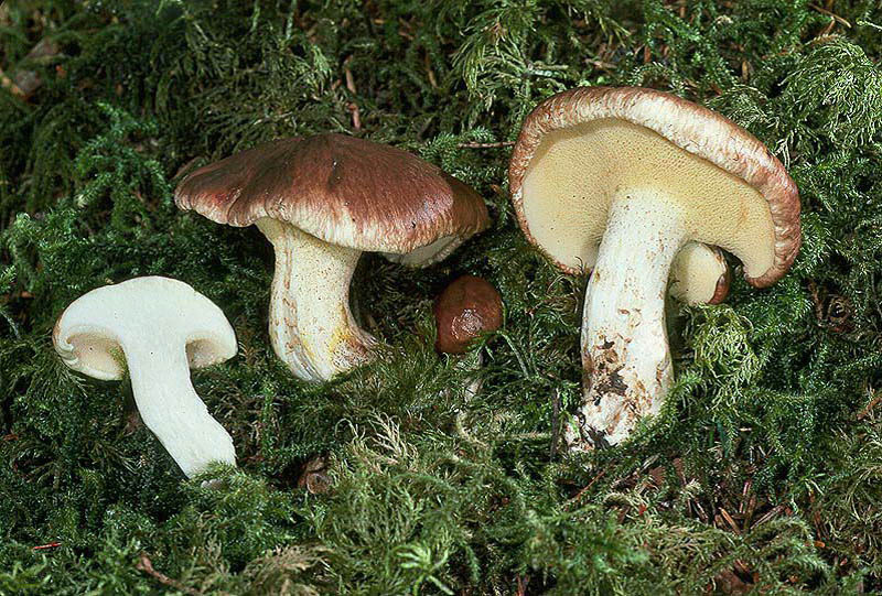 Suillus punctatipes