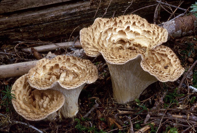 Veined Mushrooms