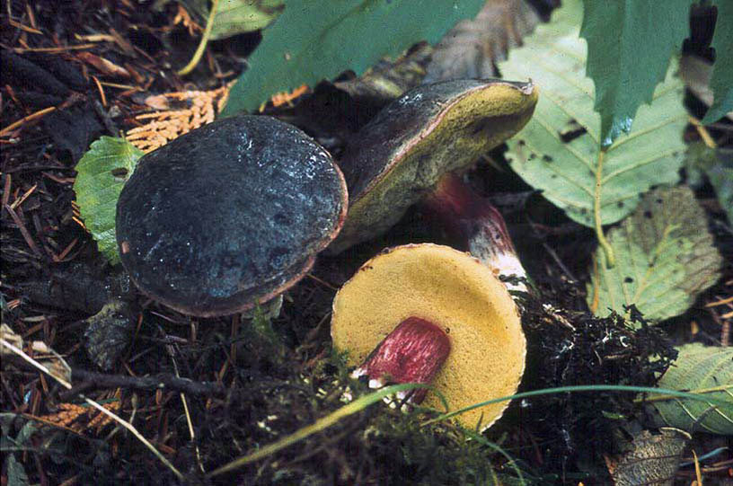 Boletes