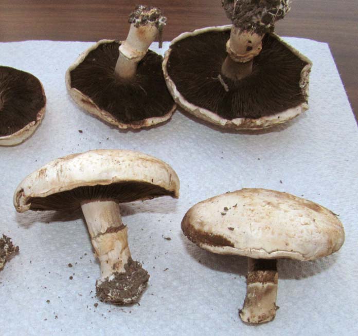 Agaricus