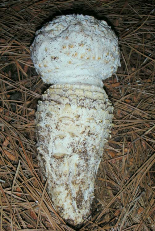 Amanita