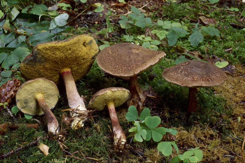Boletes