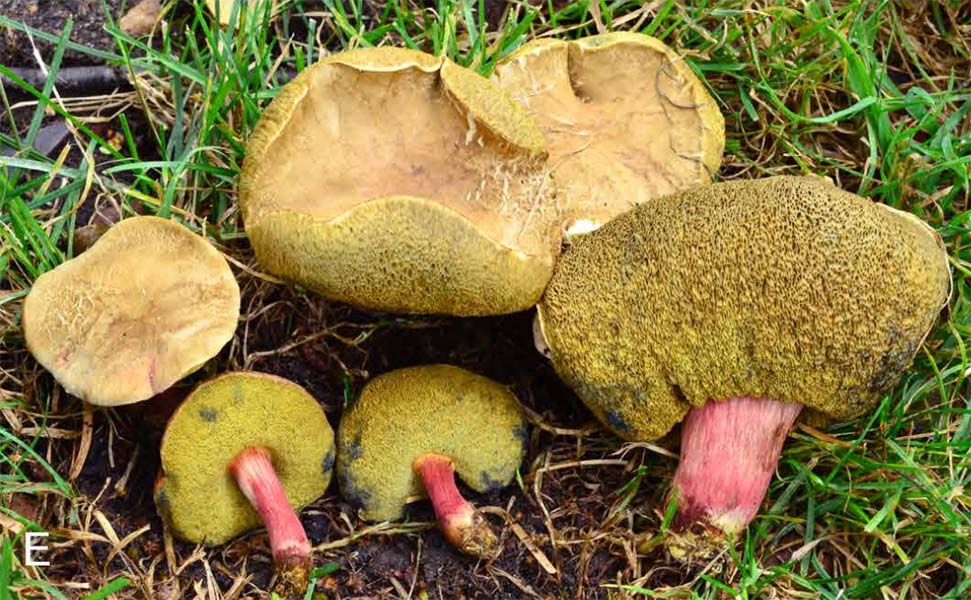 Boletes