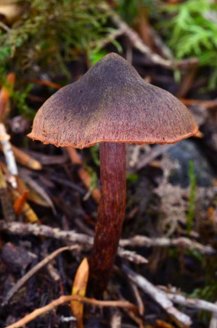 Cortinarius