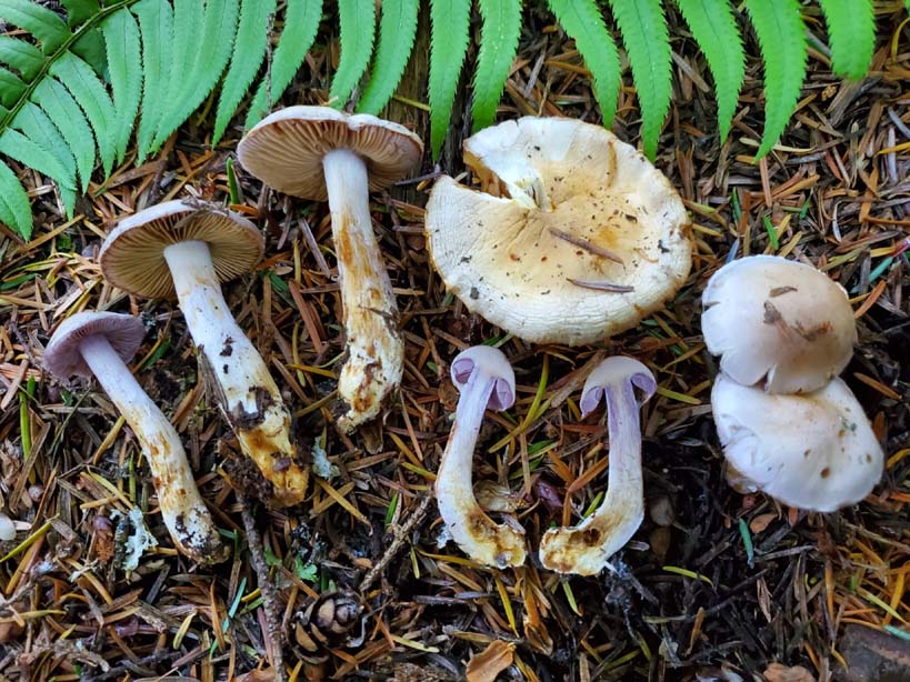 Cortinarius